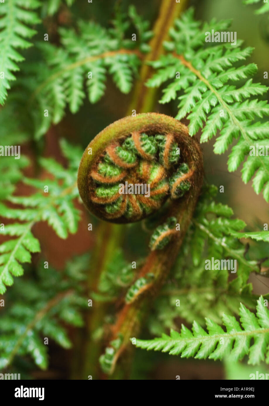 Fiddleheads people hi-res stock photography and images - Alamy