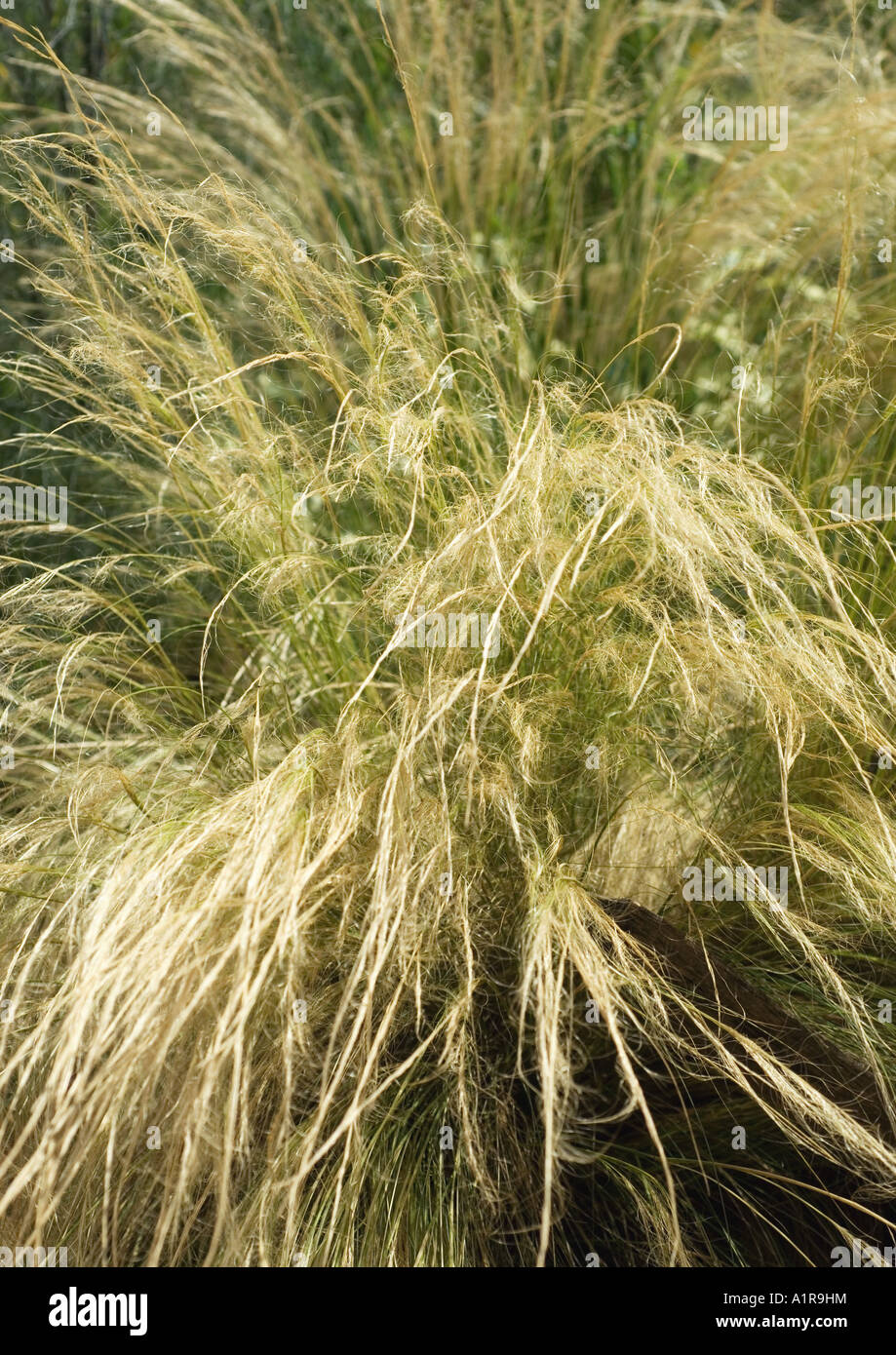 Tall grasses frame hi-res stock photography and images - Alamy