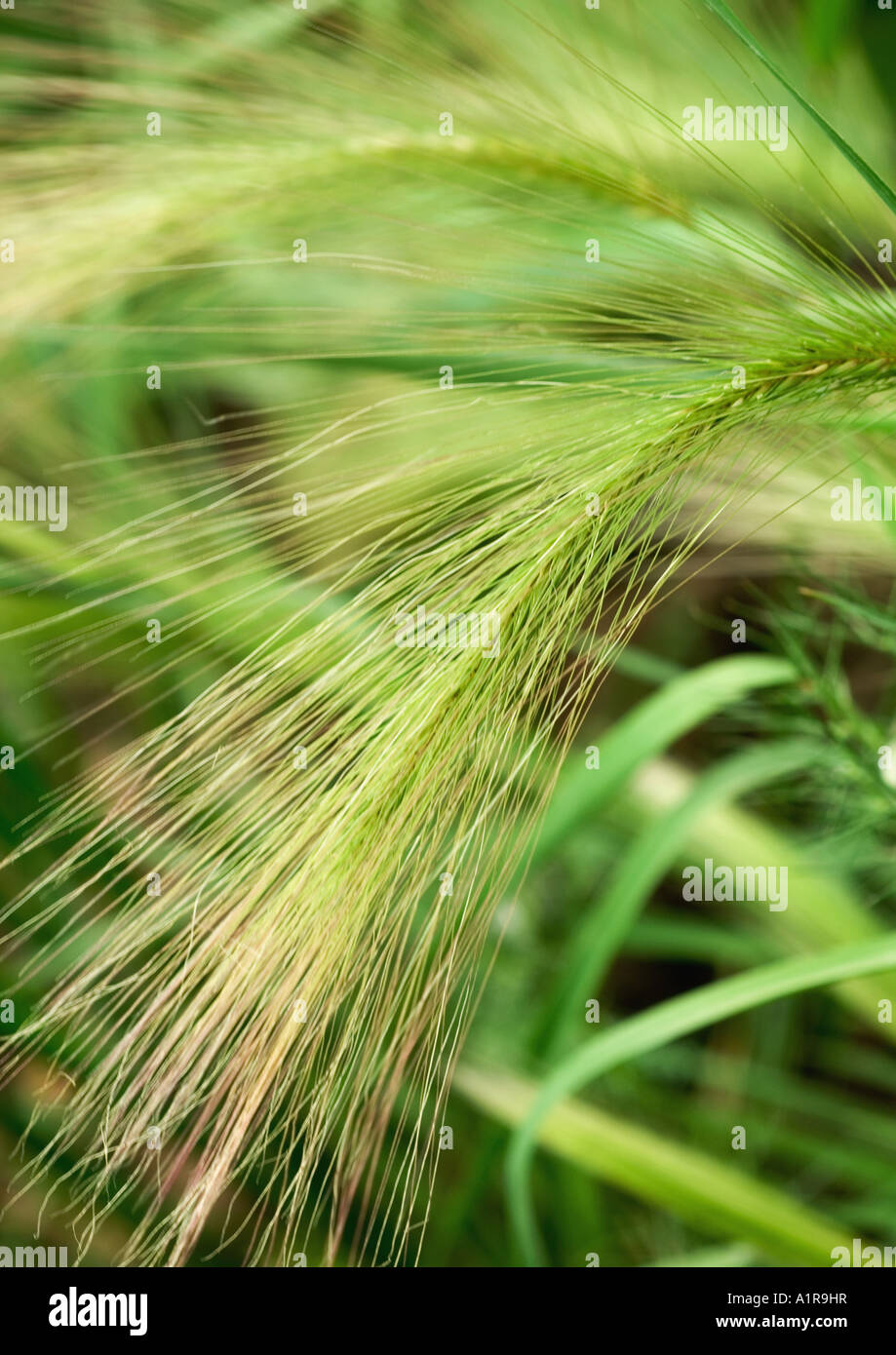 Ears weed hi-res stock photography and images - Alamy