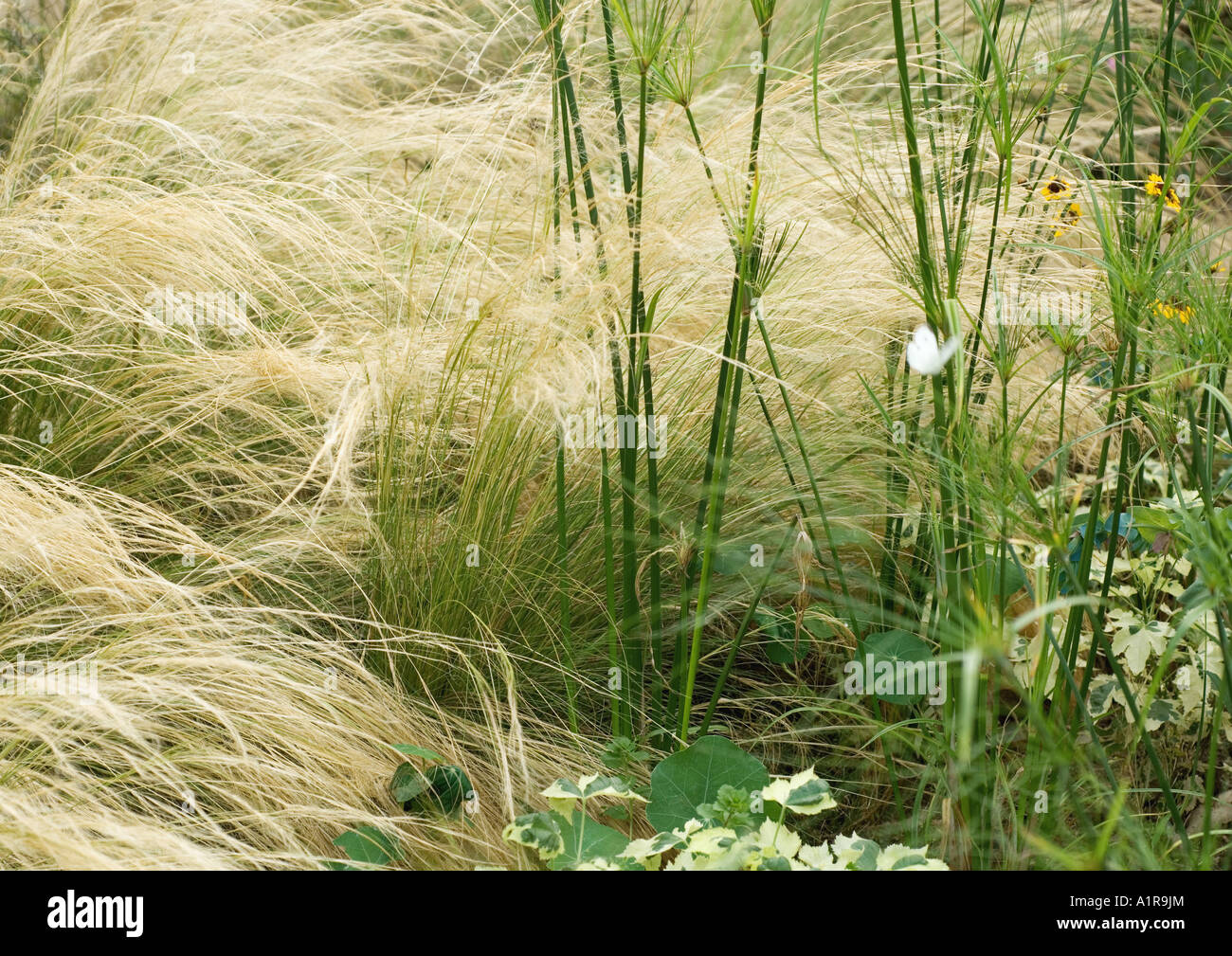 Papyruses hi-res stock photography and images - Alamy