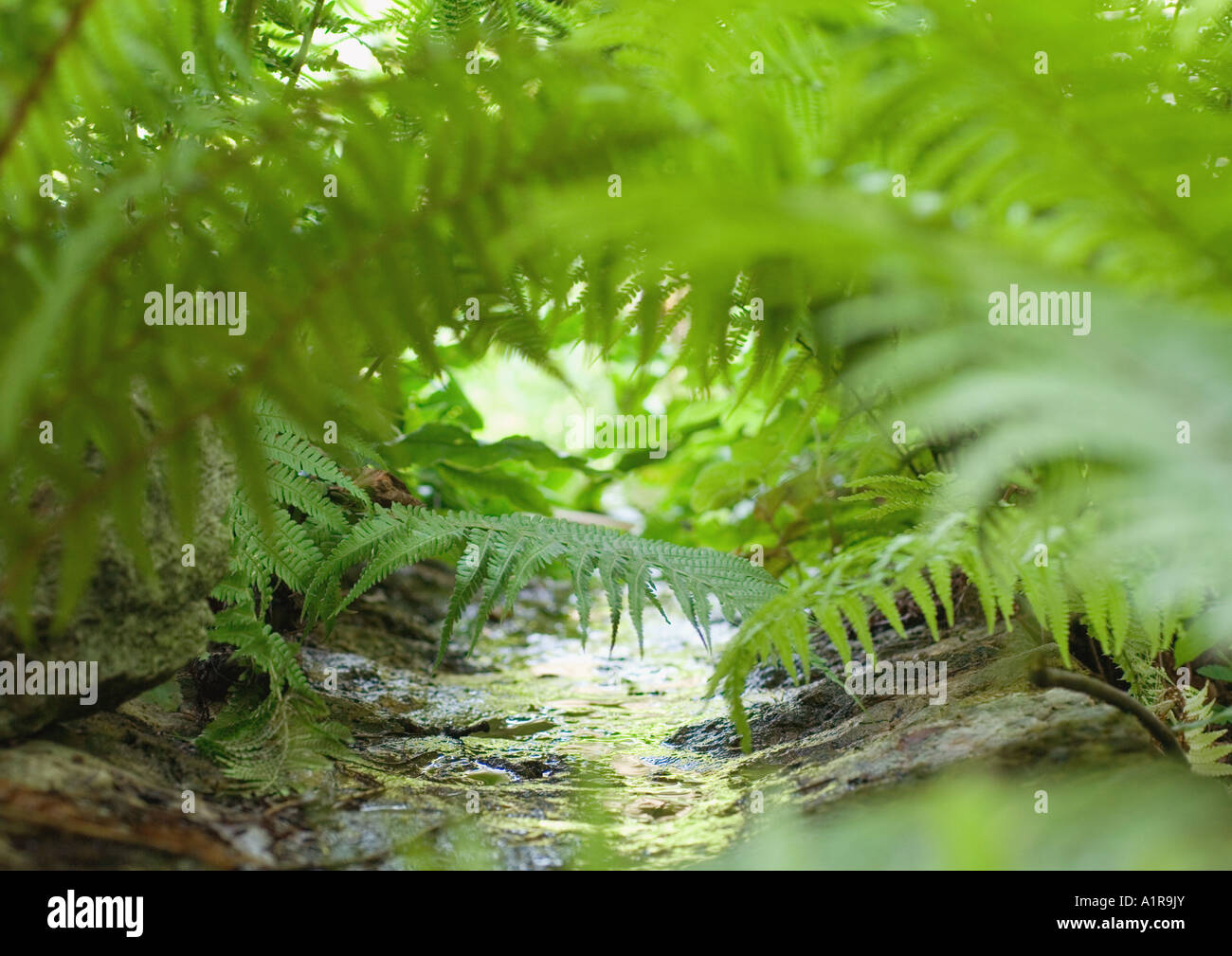 Ferns overhanging stream Stock Photo - Alamy
