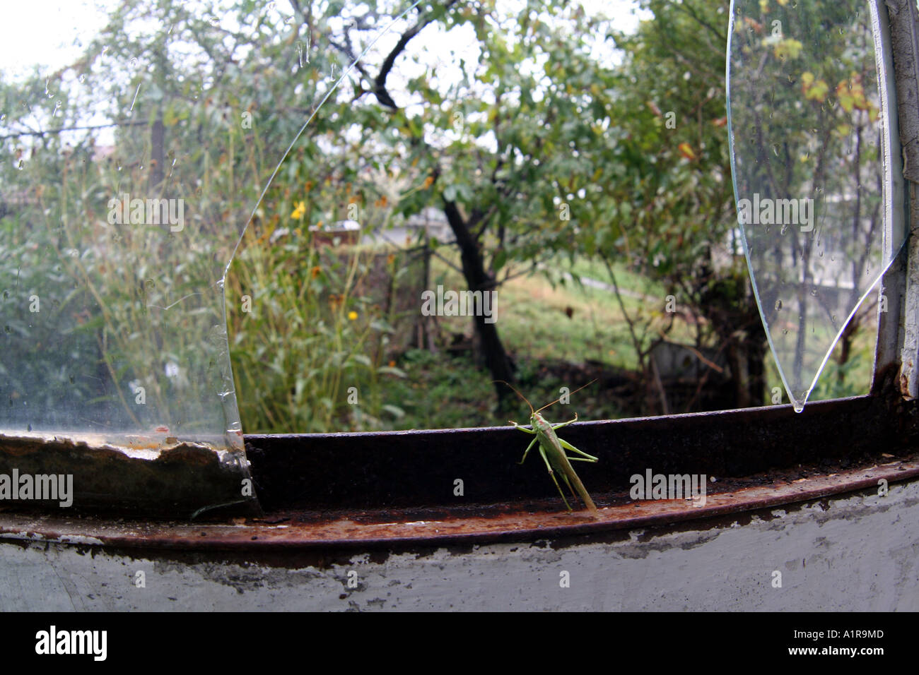 Grasshopper window hi-res stock photography and images - Alamy