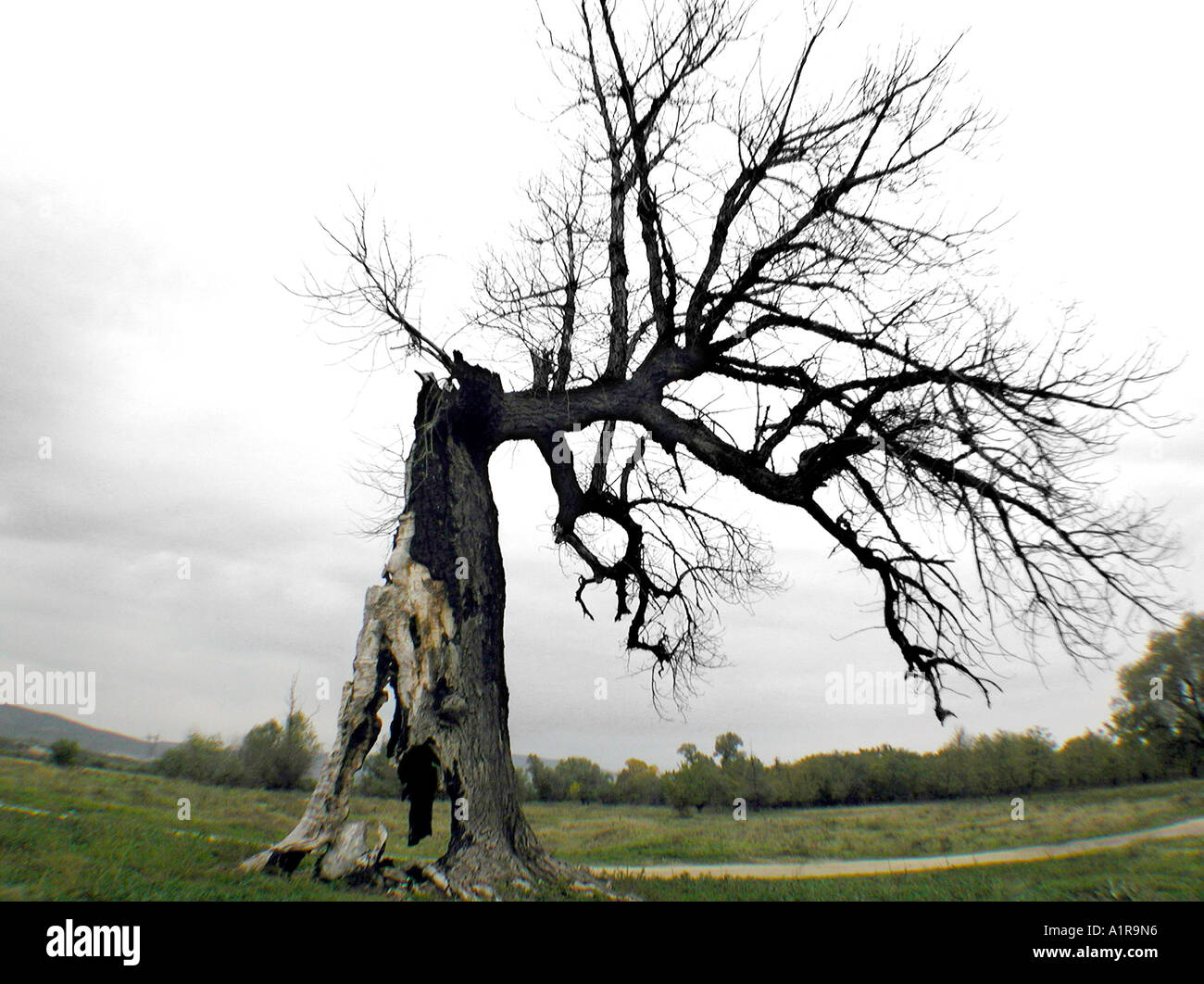 Lightning fire tree hi-res stock photography and images - Alamy
