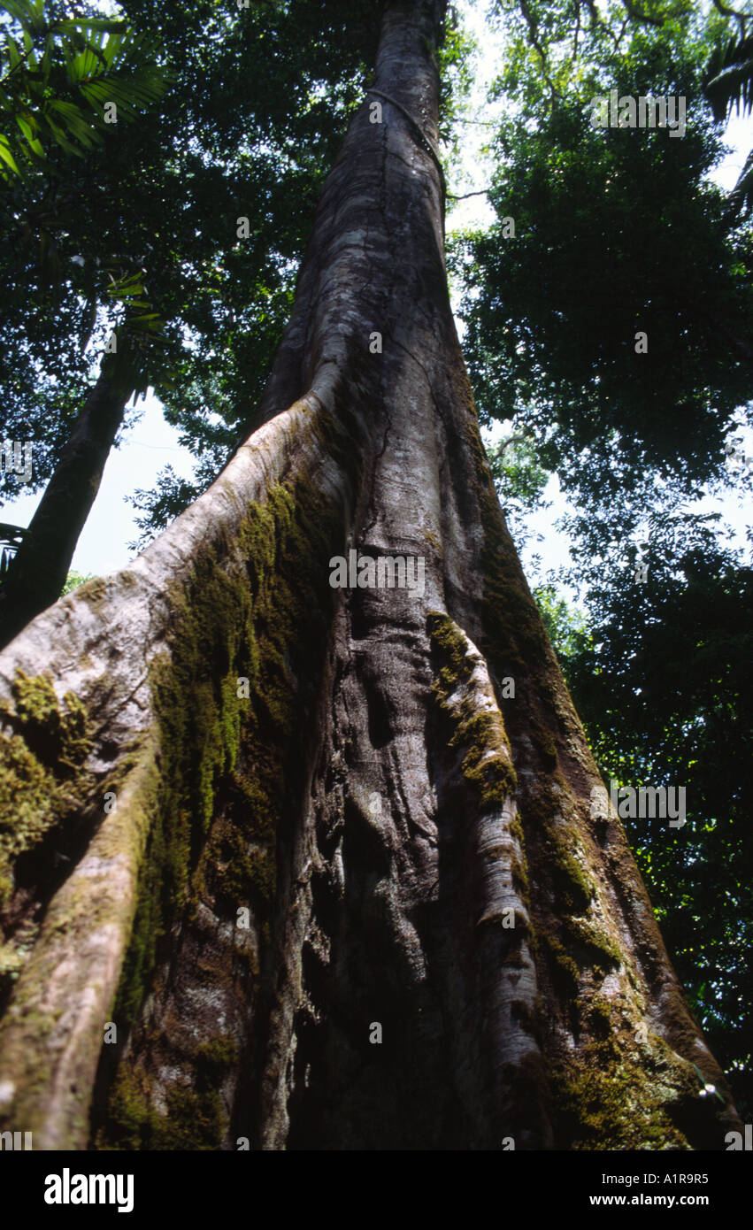 Kapok tree in the rainforest of the Corcovado National Park on the Osa ...