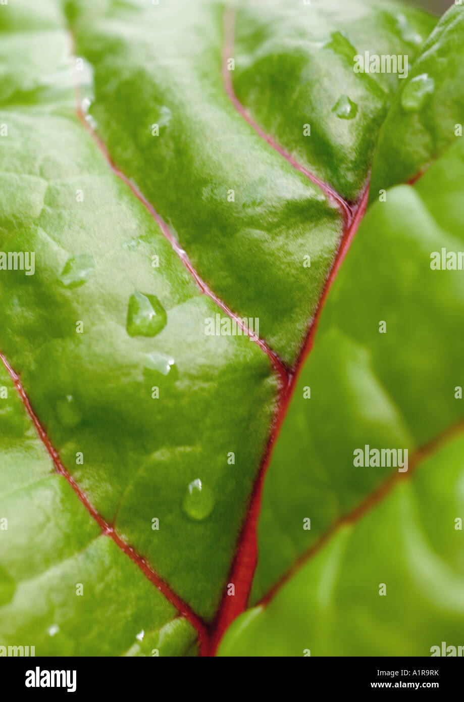 Chard with crops of water, extreme close-up Stock Photo - Alamy