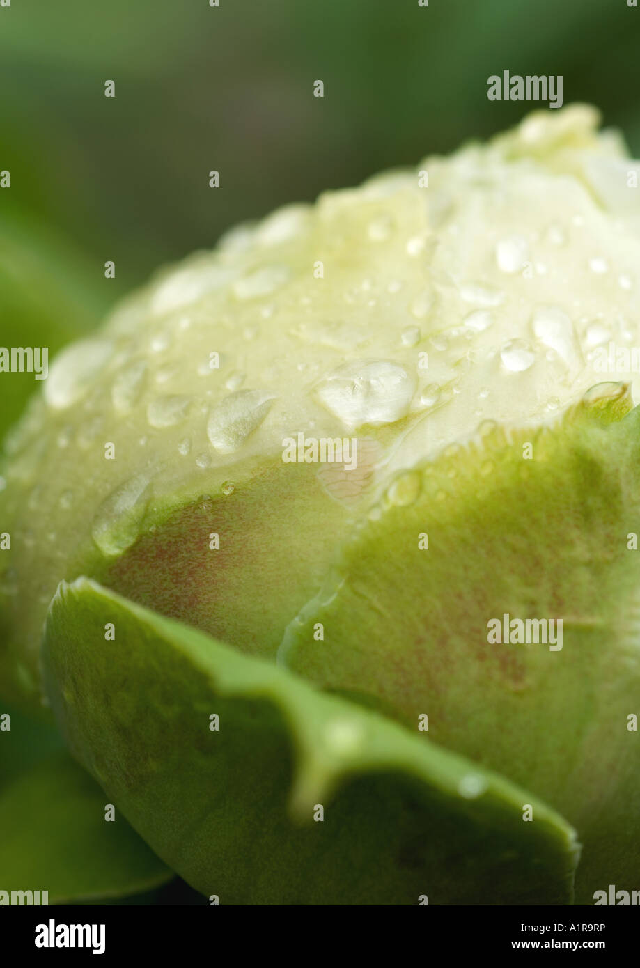 Peony budding flowers hi-res stock photography and images - Alamy