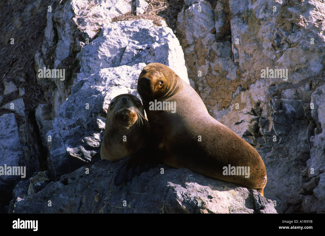 Seals in Thought of Bay Harberton Ranch Tierra del Fuego Patagonia ...