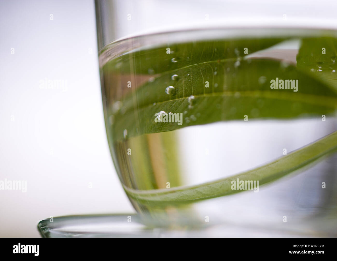 Verbena without leaves hi-res stock photography and images - Alamy