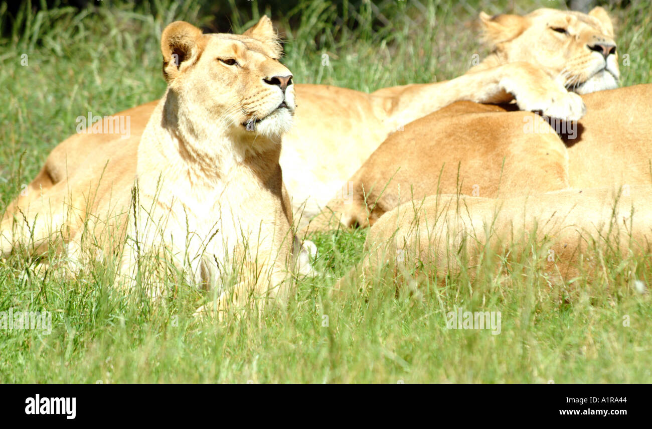 lioness lionesses african Stock Photo - Alamy