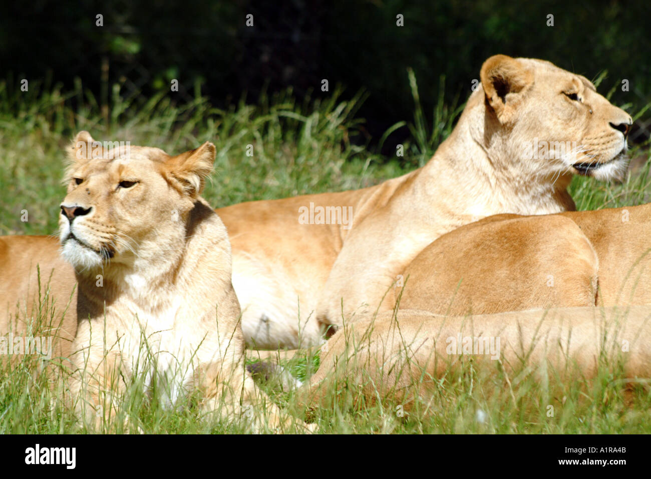 lioness lionesses african Stock Photo - Alamy