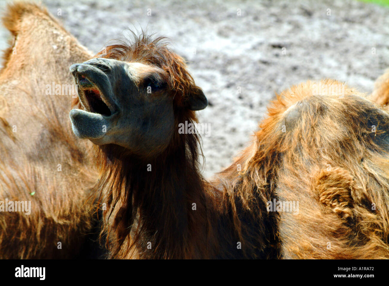 Camel breath hi-res stock photography and images - Alamy