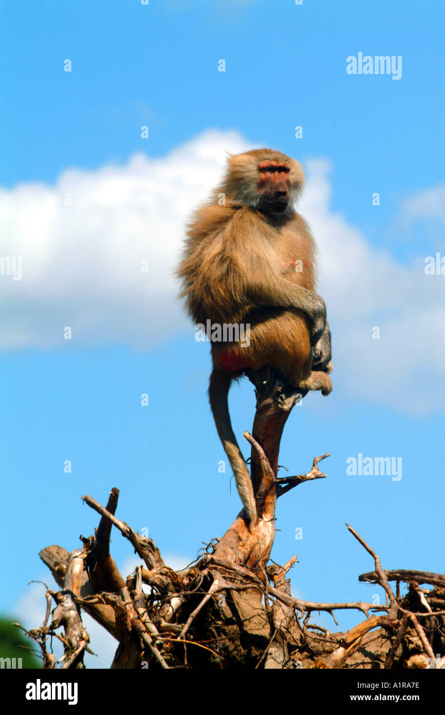 Baboon lookout hi-res stock photography and images - Alamy