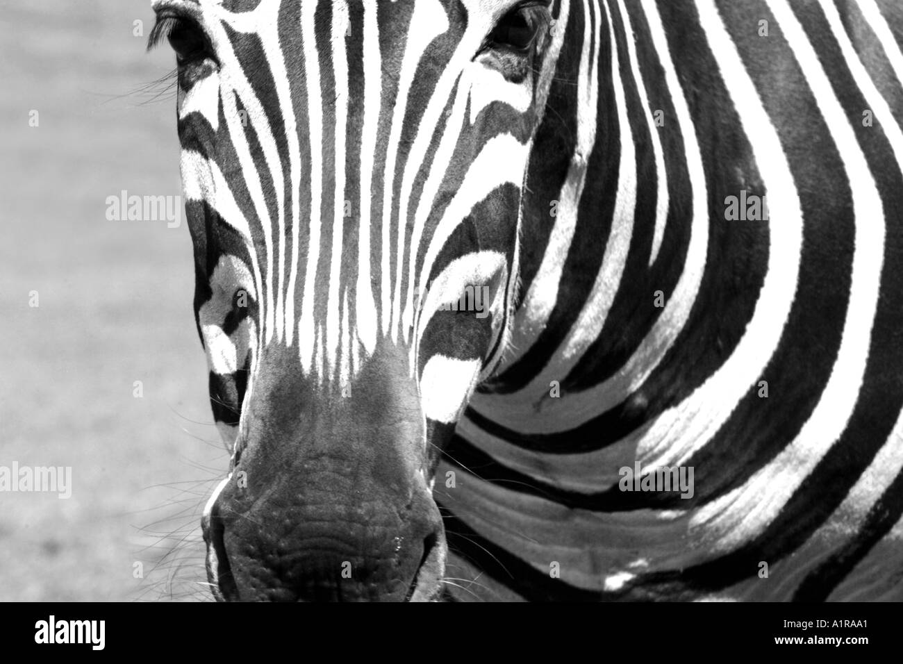 Stripey detail Black and White Stock Photos & Images - Alamy