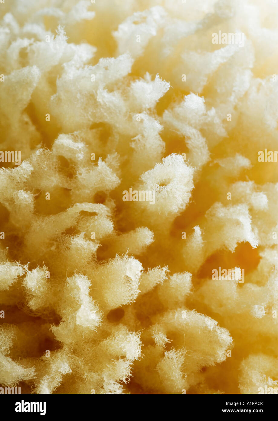 Natural sponge, close-up Stock Photo - Alamy