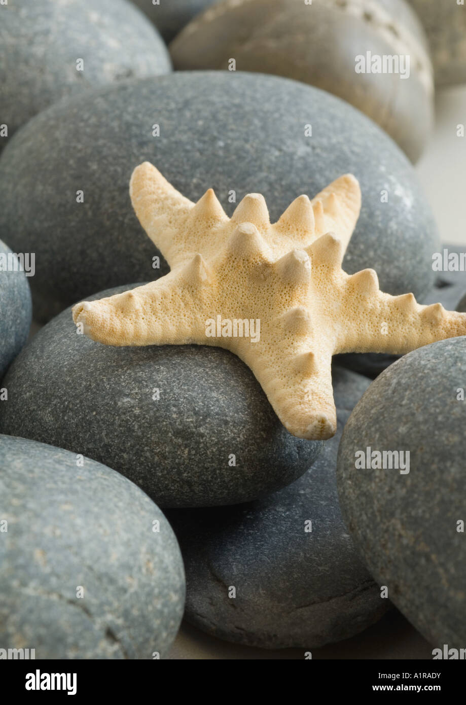 Dried starfish on pebbles Stock Photo - Alamy