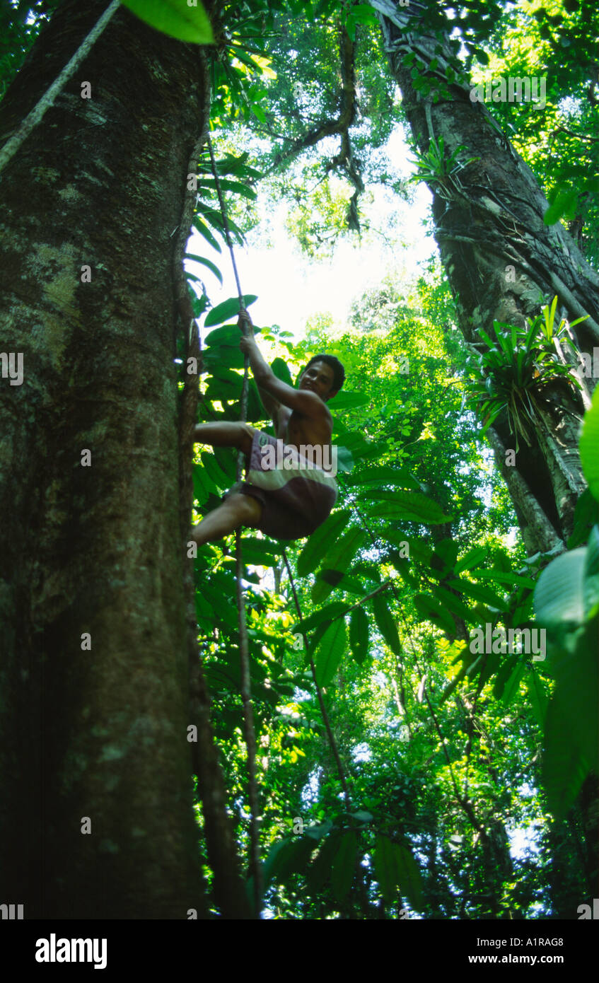 A local Tico climbing a Kapok tree in the rainforest near the Corcovado ...