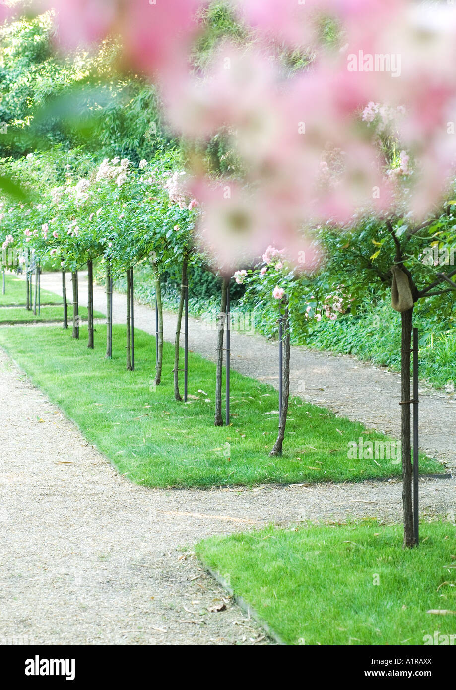 Landscaping, row of fruit trees in flower Stock Photo - Alamy