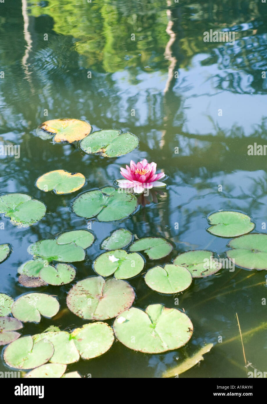Pond lilies overhead hi-res stock photography and images - Alamy