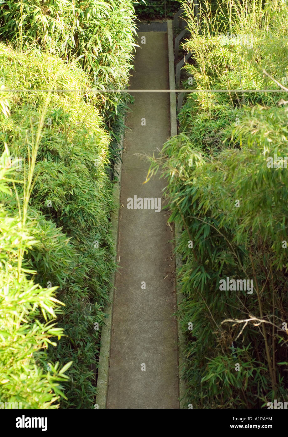 Landscaping, pathway through tall bamboo Stock Photo - Alamy