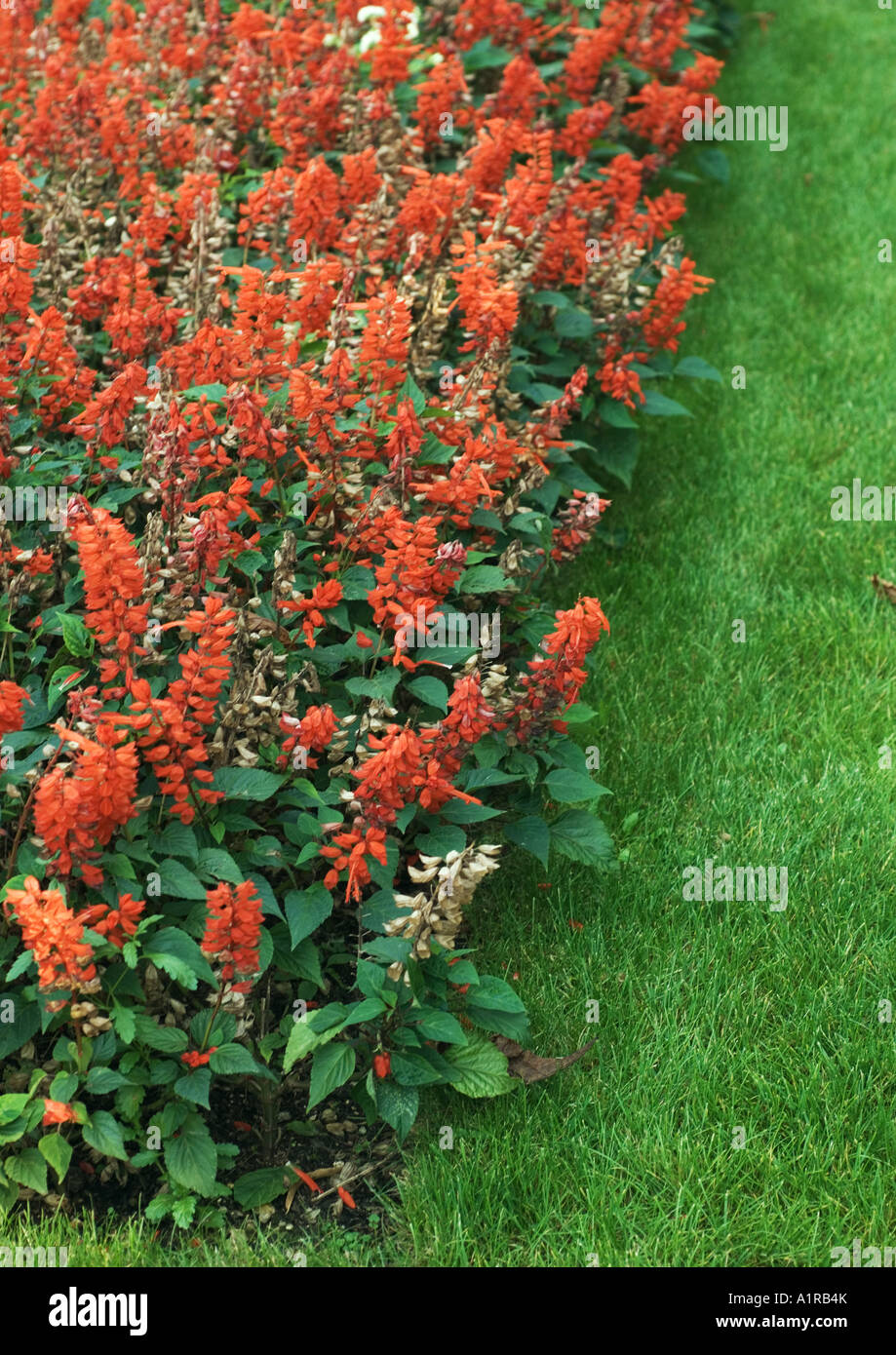 Flower bed, red salvia Stock Photo - Alamy
