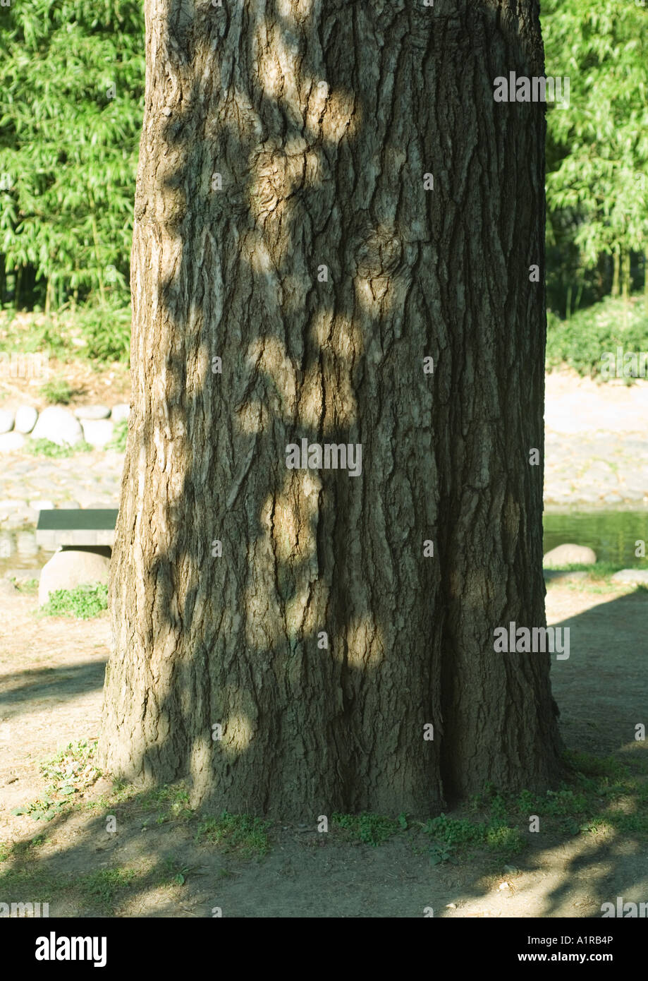 Lower trunk of tree without bark hi-res stock photography and images ...