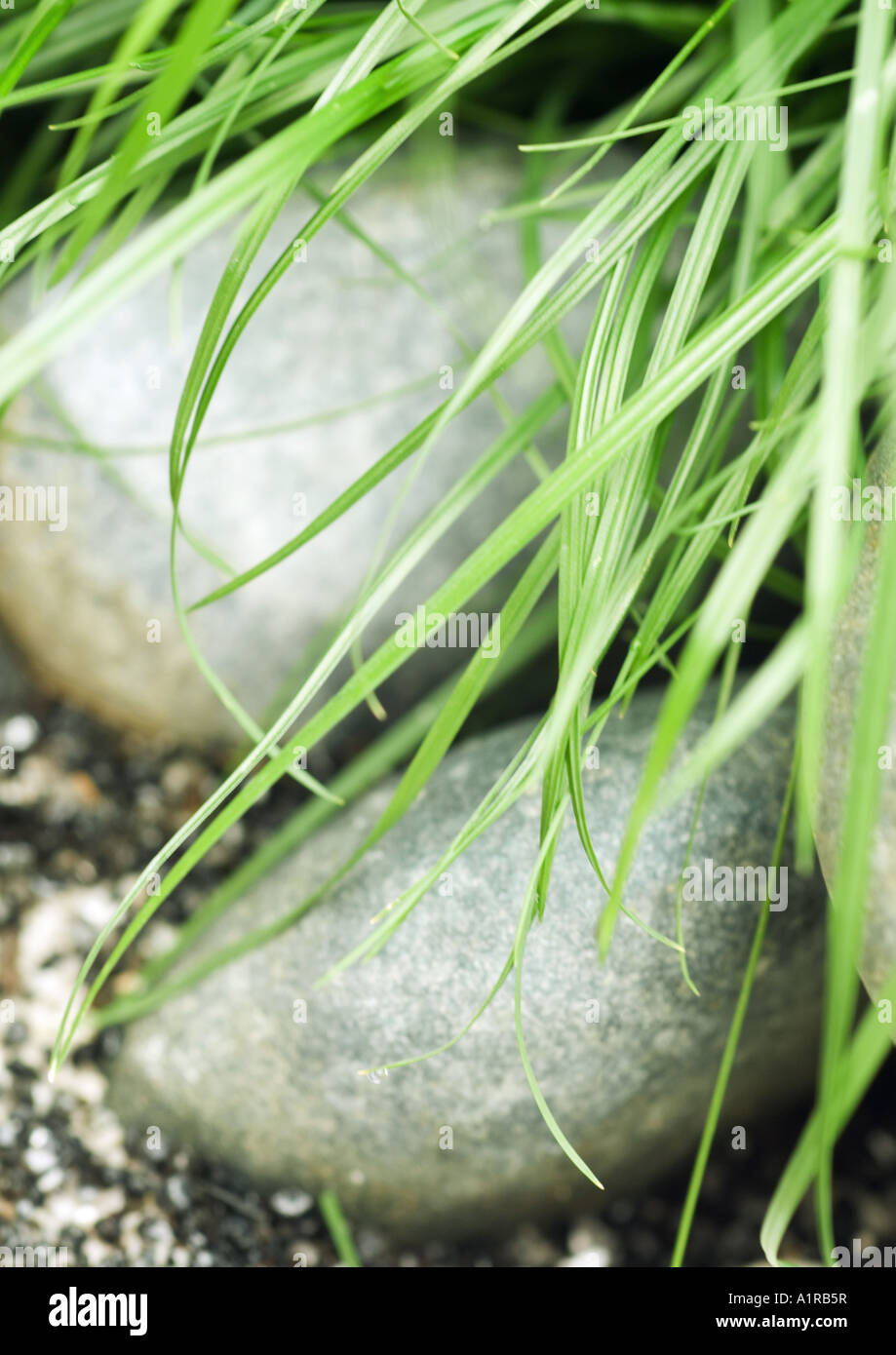Grass and stones Stock Photo - Alamy