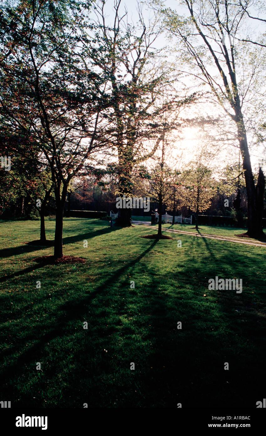 Trees backlit by morning sunlight Stock Photo - Alamy