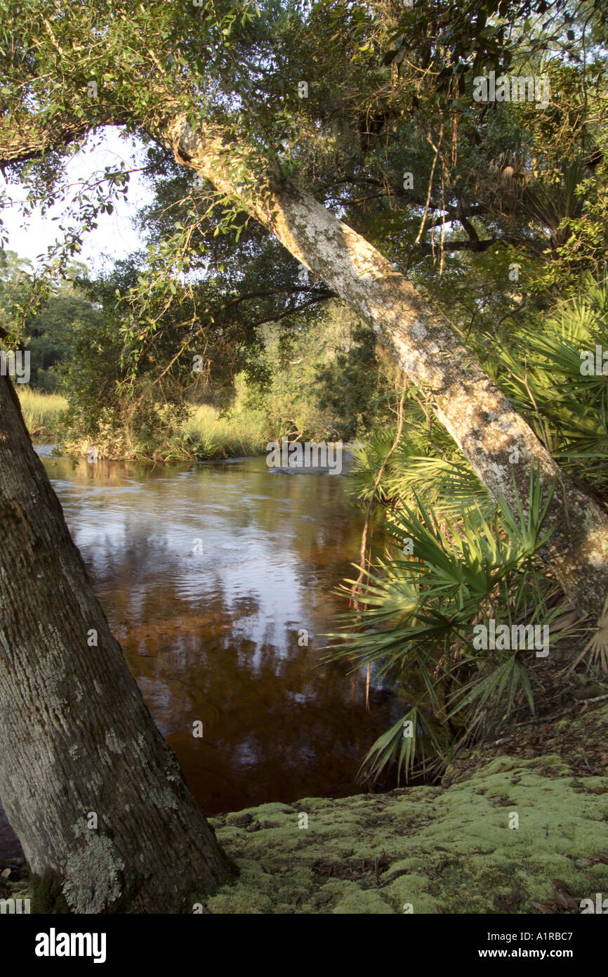 Wild grape vine on Juniper Creek Ocala National Forest FL Stock Photo ...
