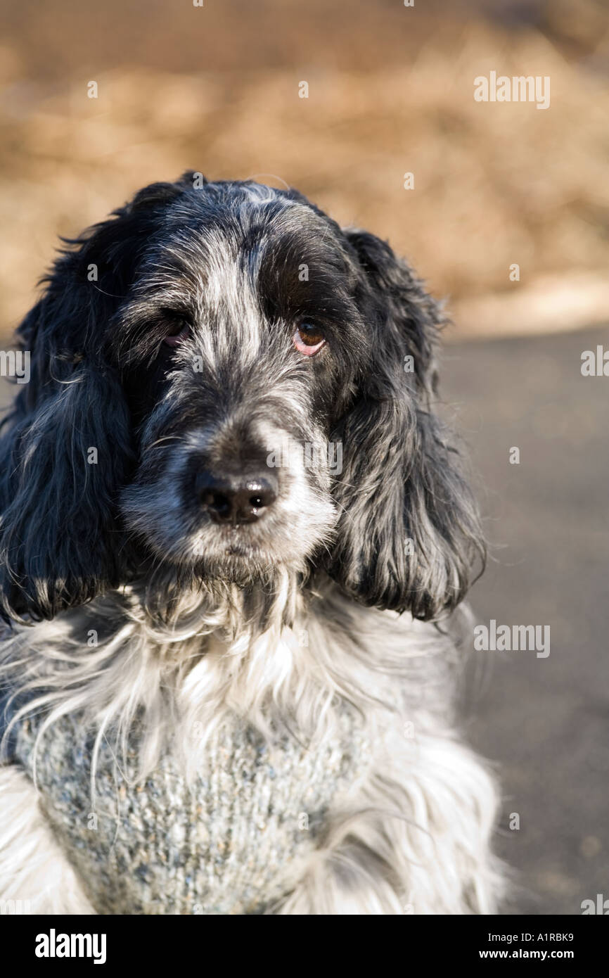cocker spaniel with knit wear Stock Photo - Alamy