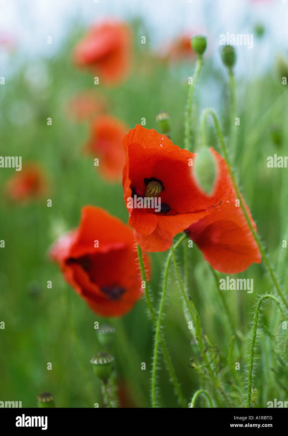 Poppyies hi-res stock photography and images - Alamy