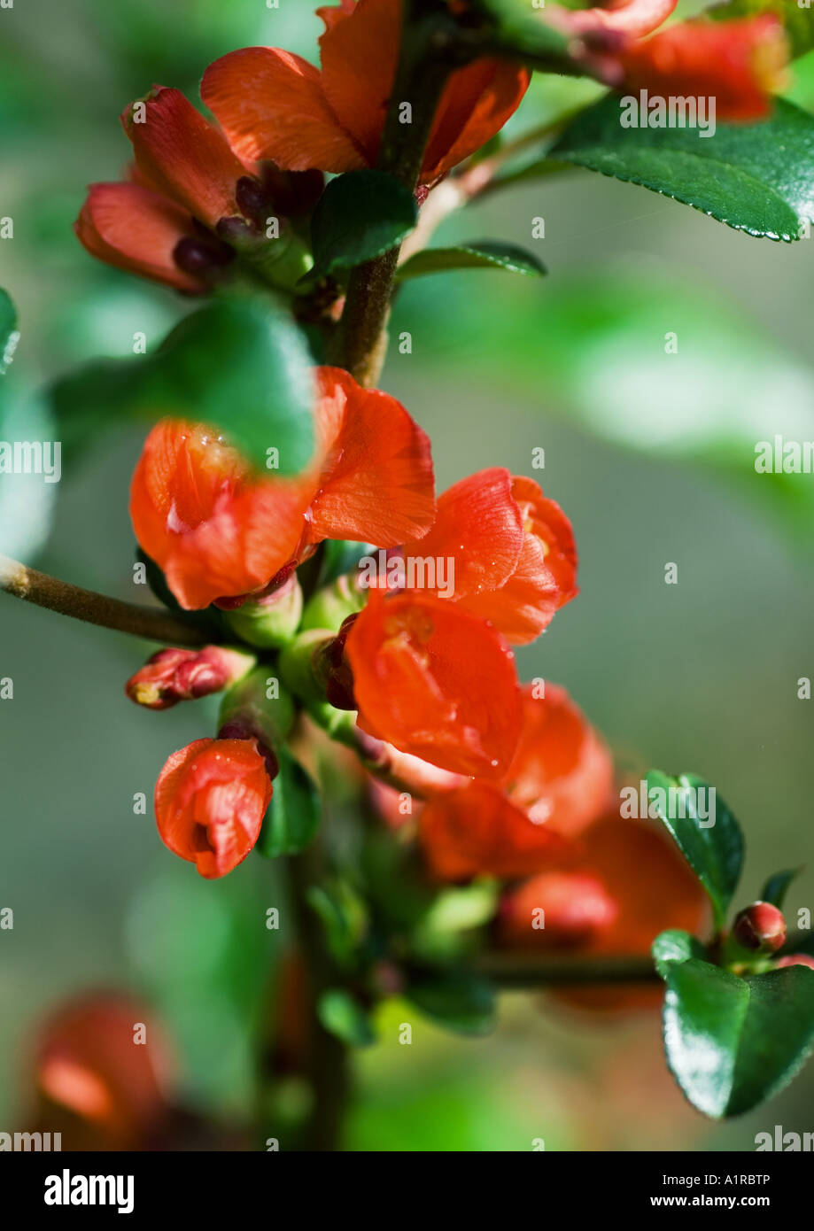 Flowering quince (Chaenomeles Stock Photo - Alamy