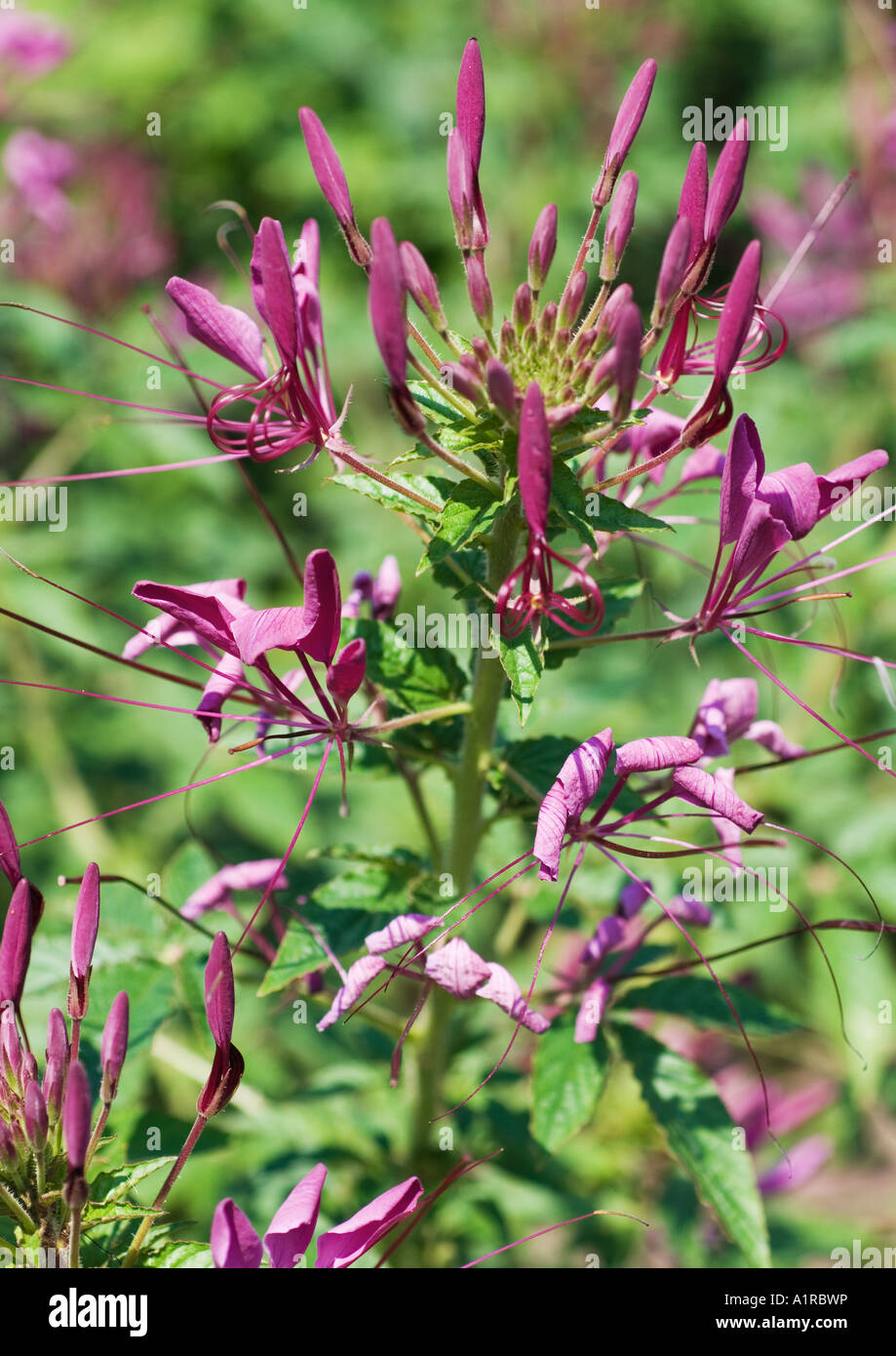 Spiky cleome plants hi-res stock photography and images - Alamy