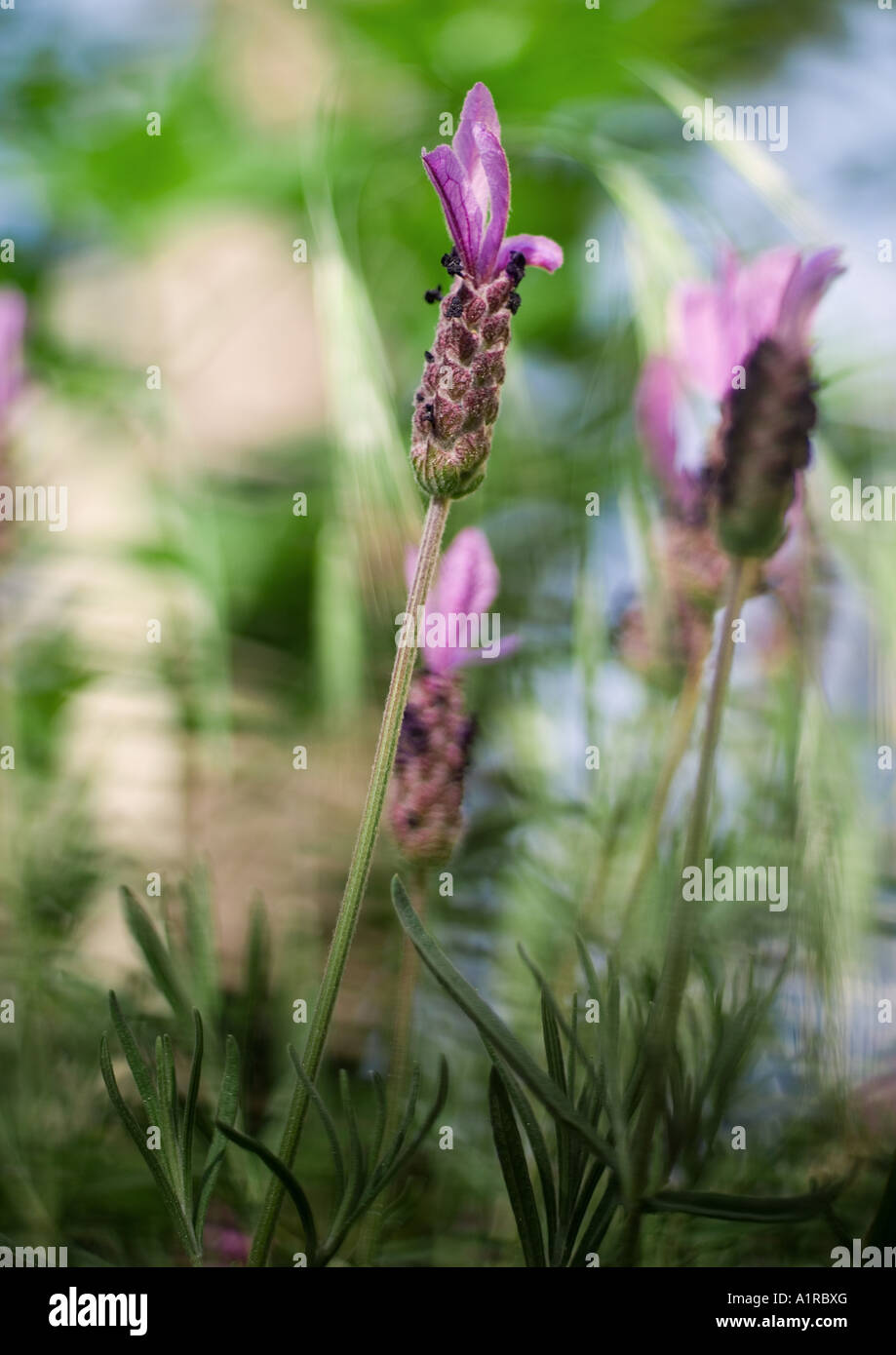 Lavender without flowers hi-res stock photography and images - Alamy