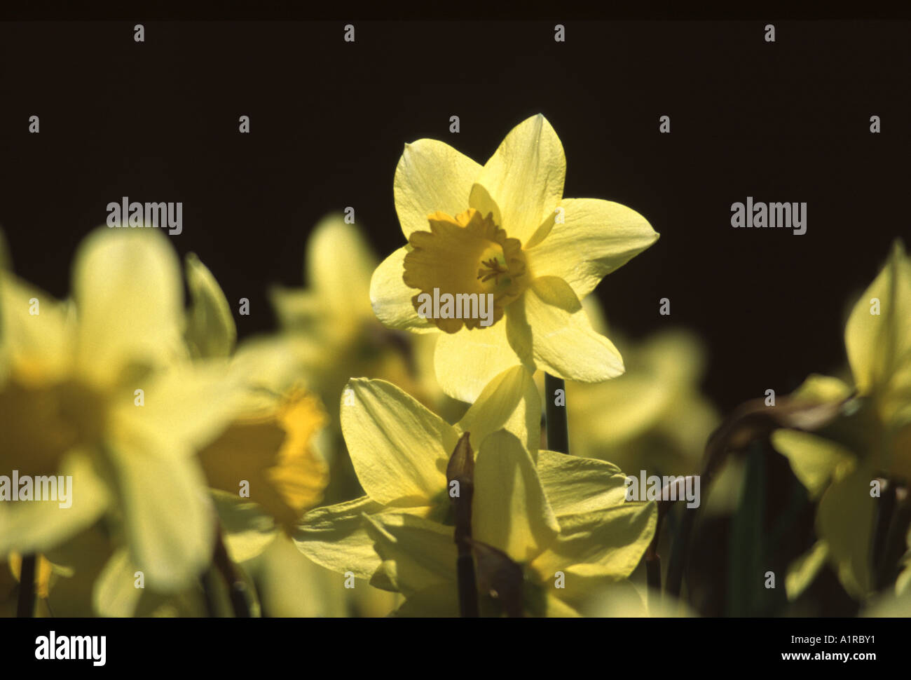 Back of a daffodil hi-res stock photography and images - Alamy