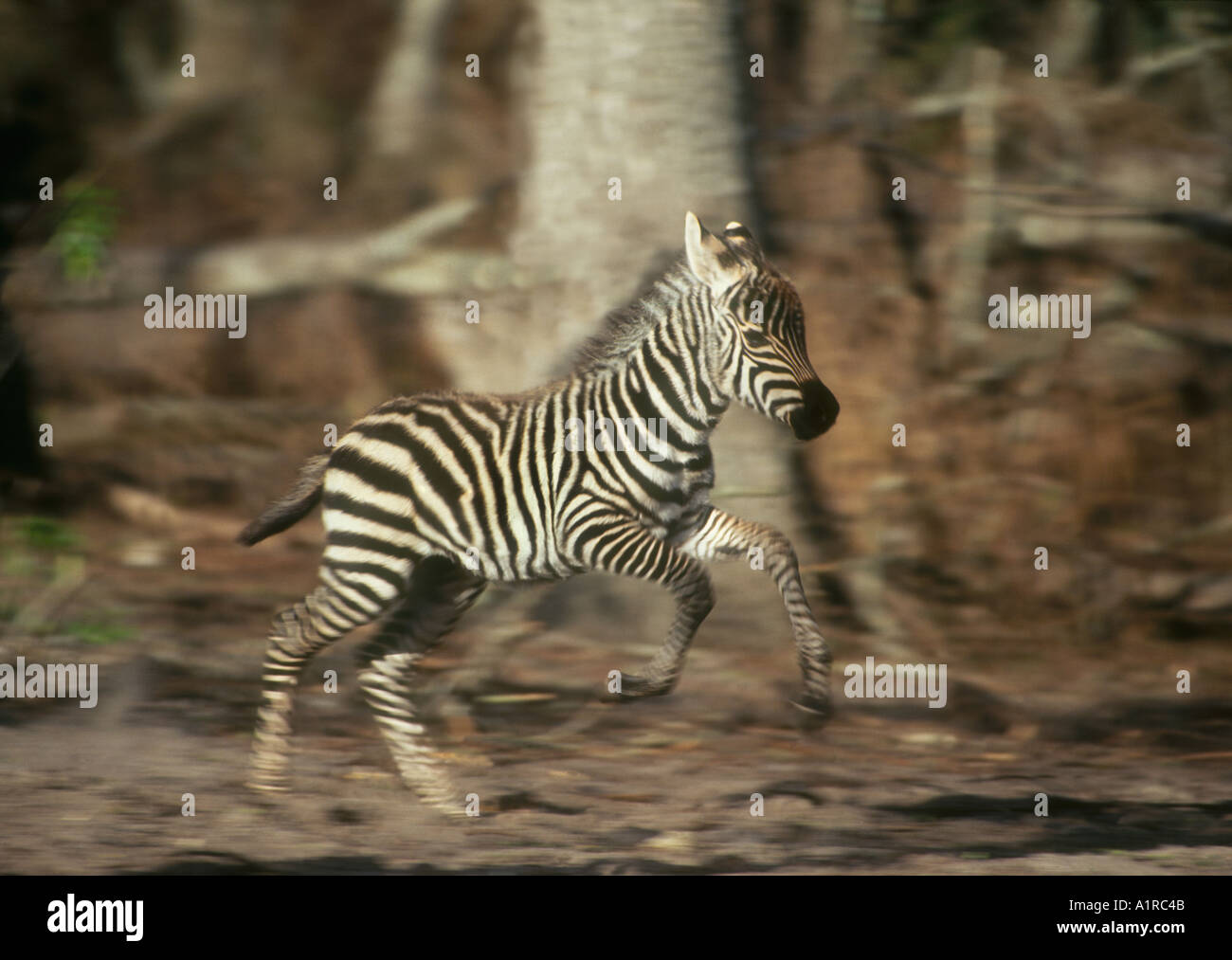 Newborn Grevy s Zebra foal Stock Photo - Alamy