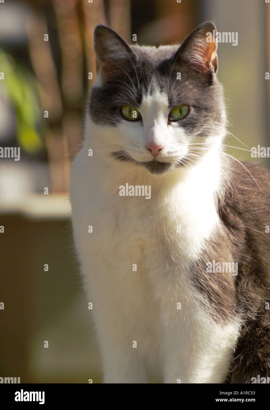 Female adult cat calico portrait Stock Photo - Alamy