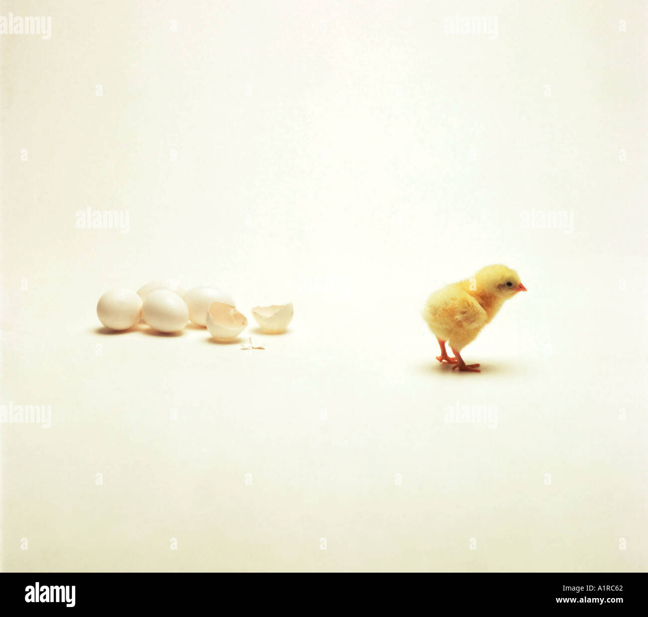 Small chicklet with eggs on white backdrop Stock Photo - Alamy