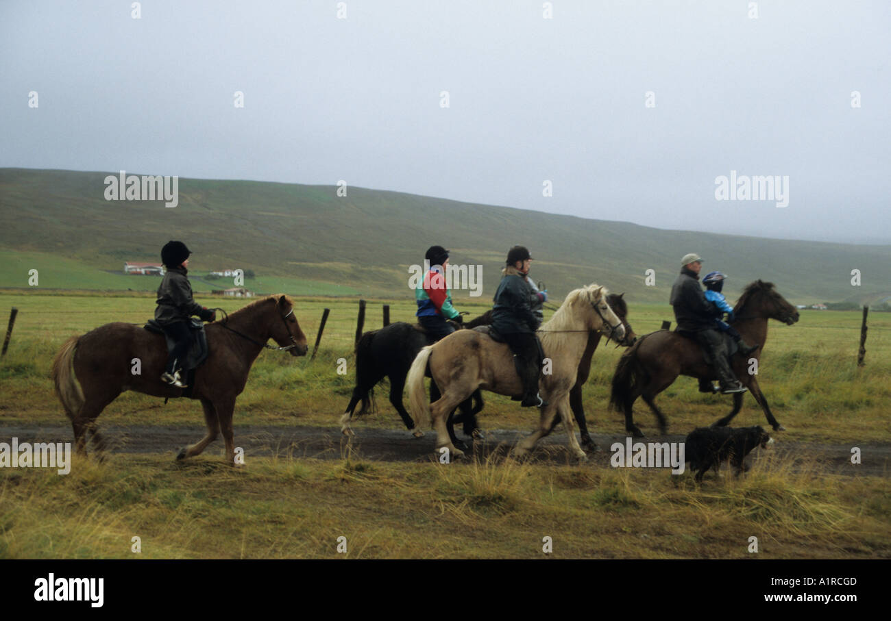 Icelandic people riding on Icelandic ponies to sheep round up in ...