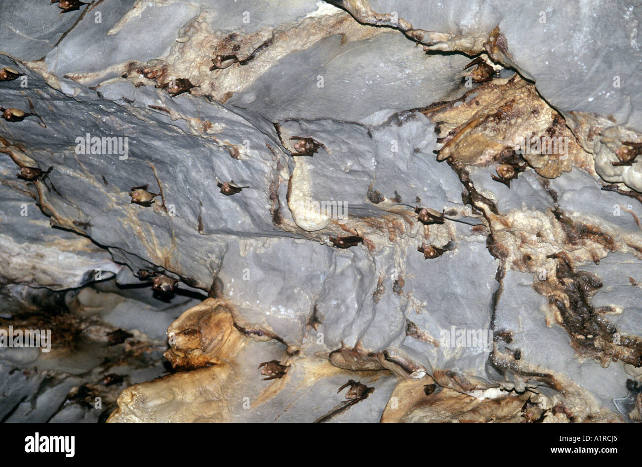 Guano cave hi-res stock photography and images - Alamy