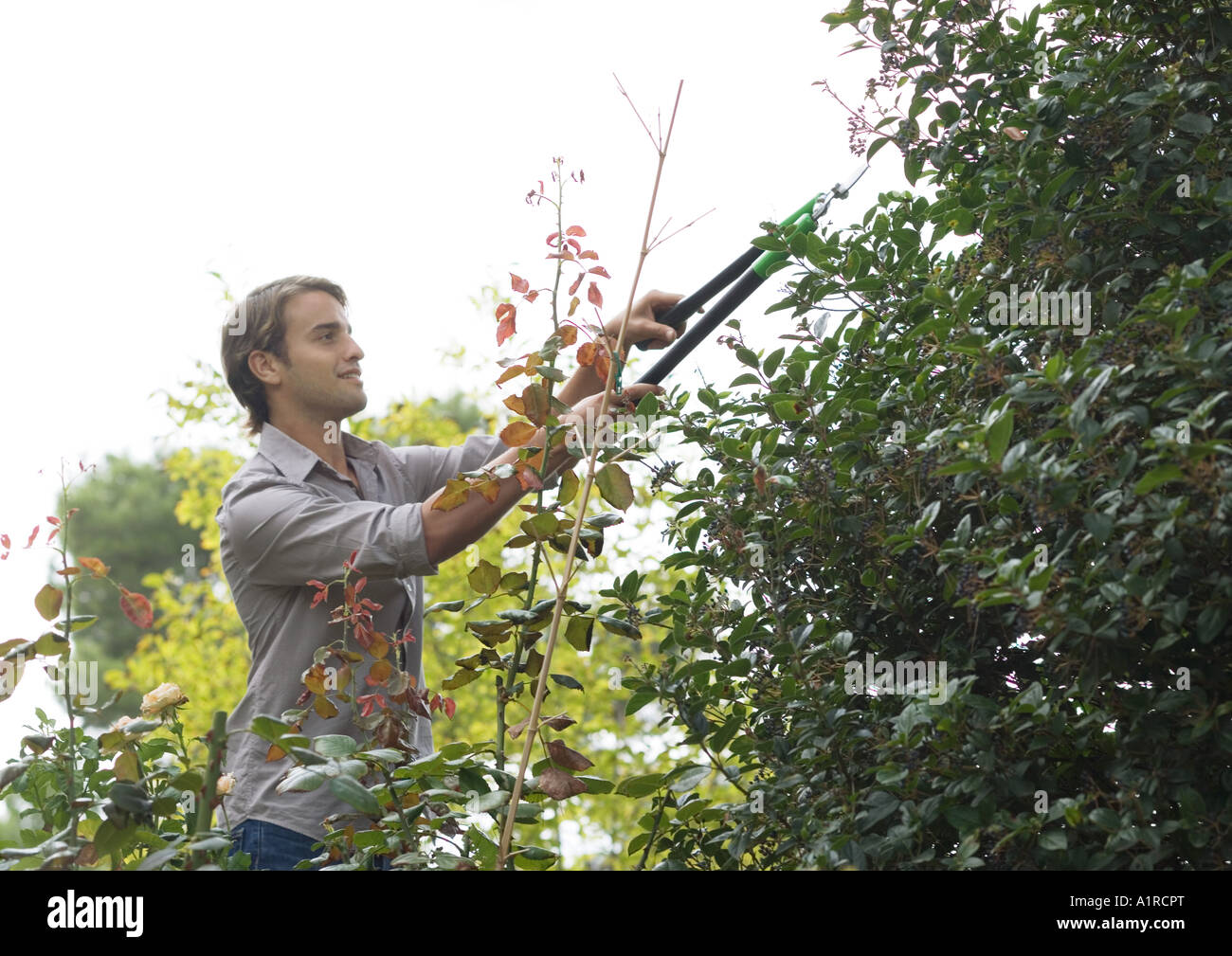 Man doing yardwork, trimming shrub Stock Photo - Alamy