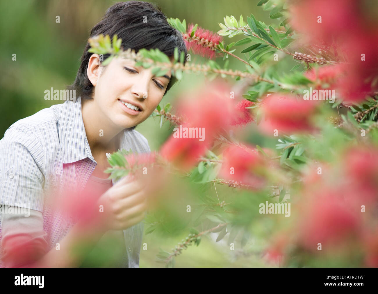 Woman looking at flower on shrub Stock Photo - Alamy