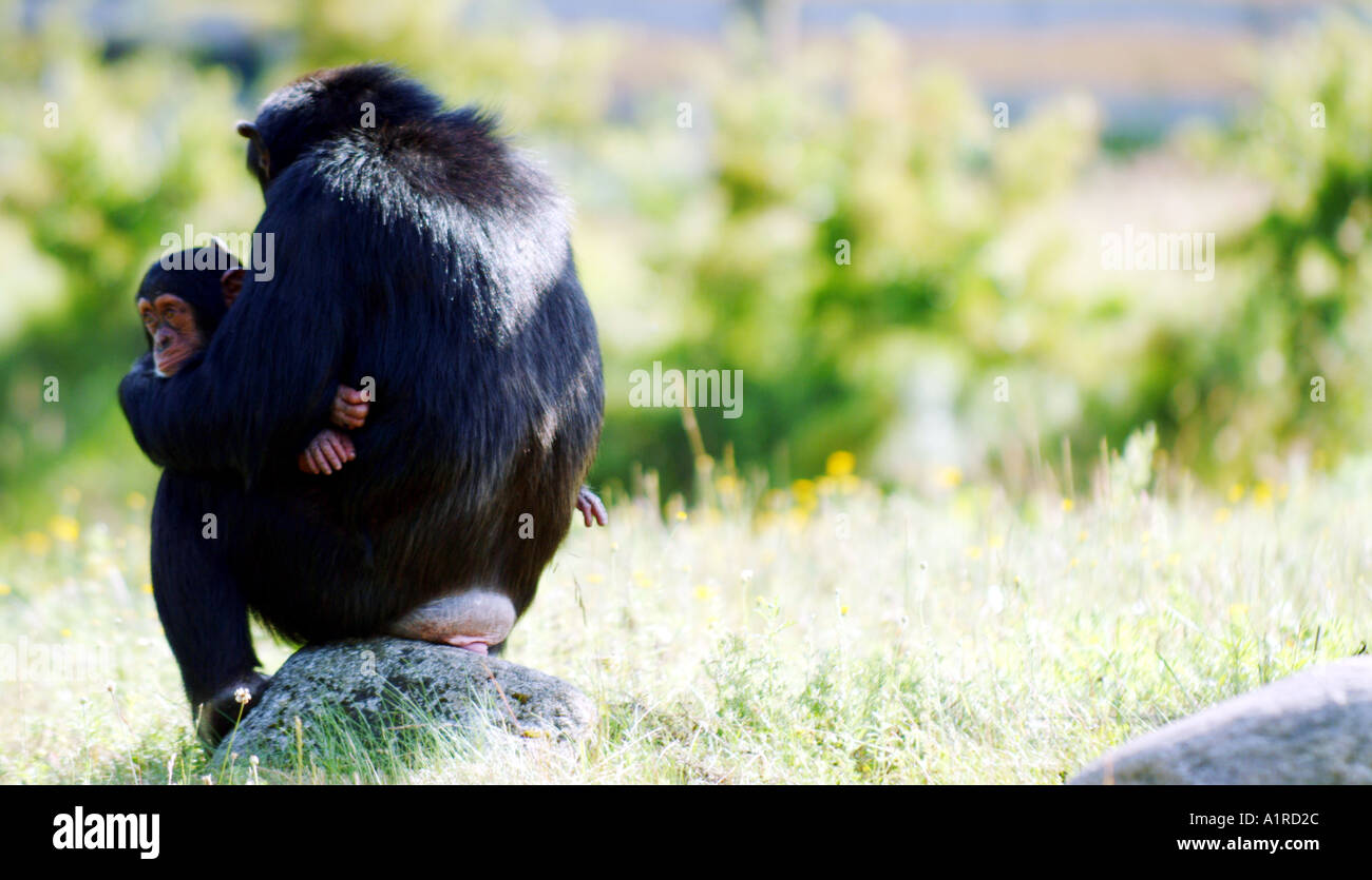 chimp chimpanzee monkey Stock Photo - Alamy