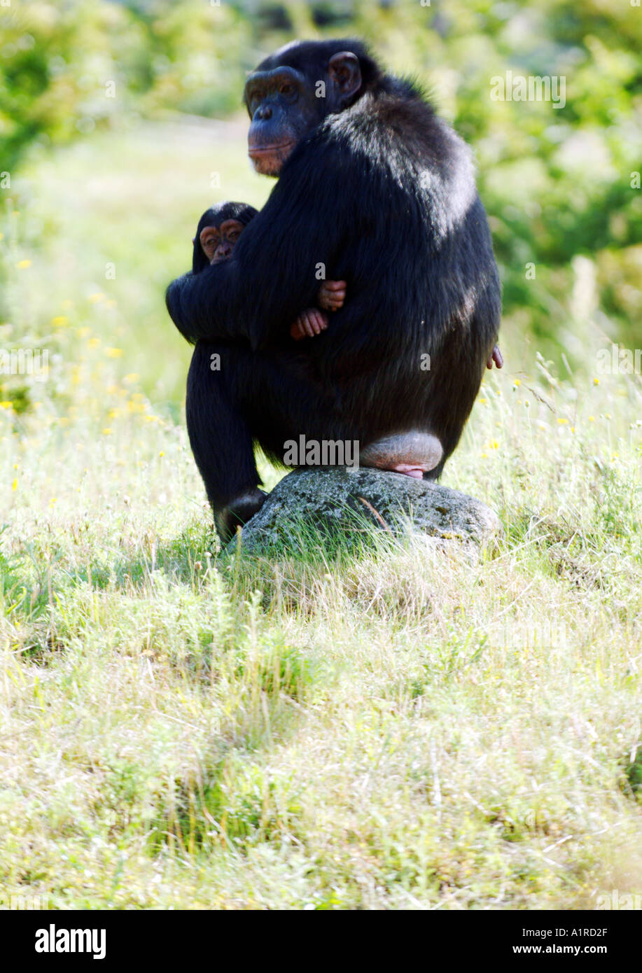chimp chimpanzee monkey Stock Photo - Alamy