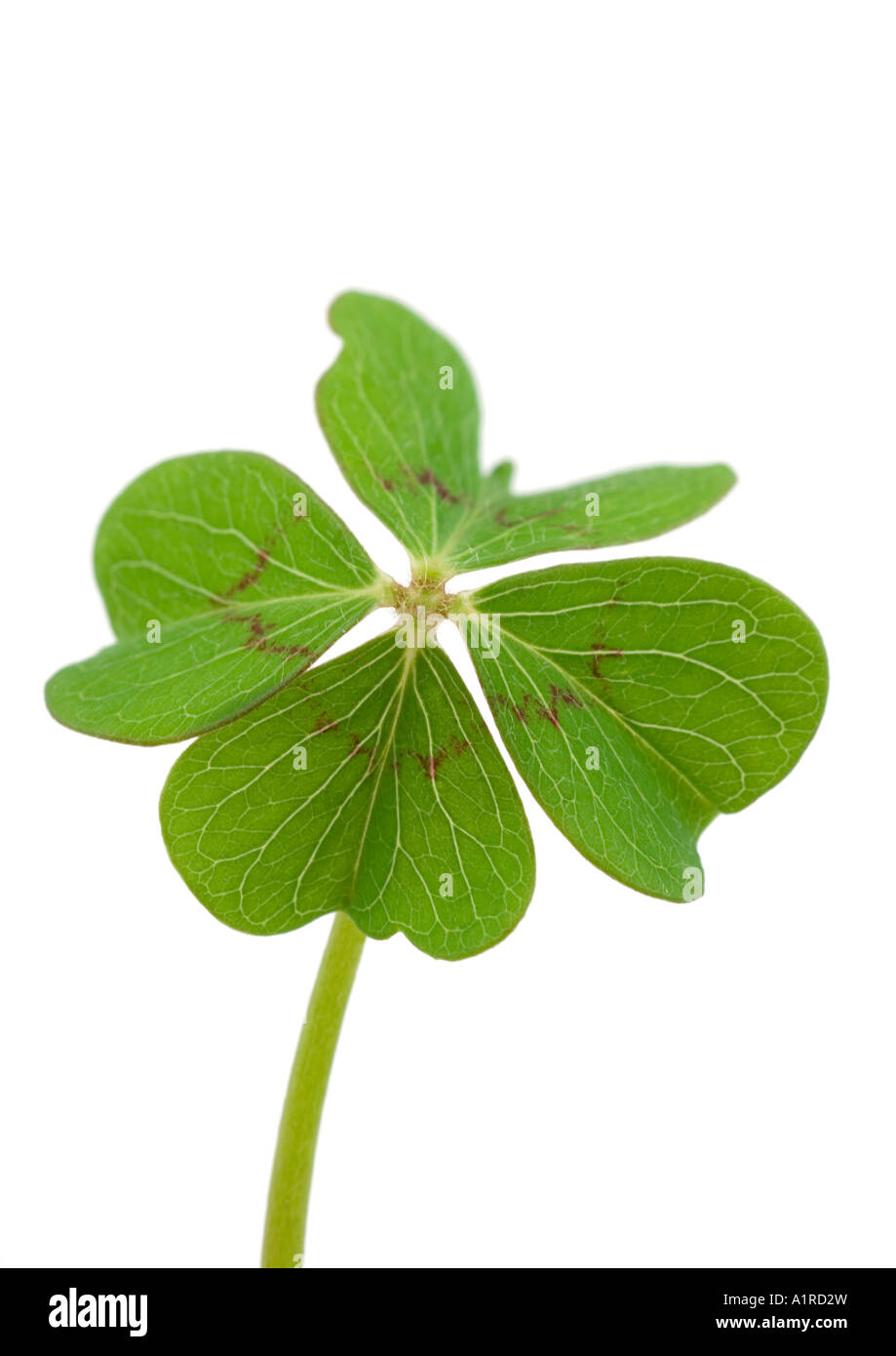 Green shamrock colour lucky hi-res stock photography and images - Alamy