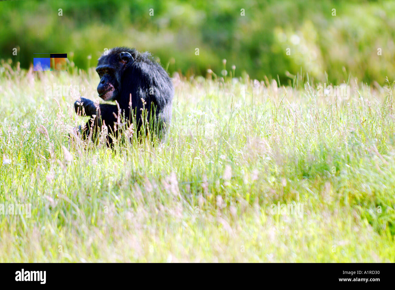 chimp chimpanzee monkey Stock Photo - Alamy