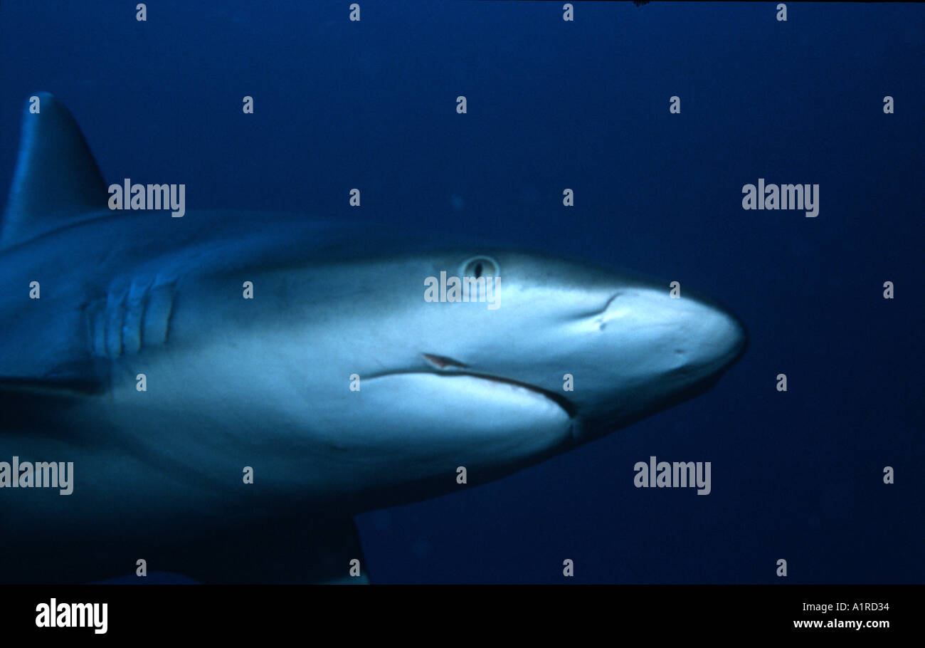 Grauer Riffhai High Resolution Stock Photography and Images - Alamy