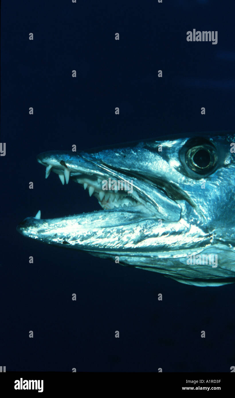 Grosser barrakuda hi-res stock photography and images - Alamy