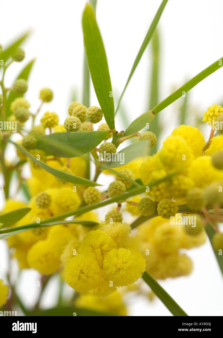 Mimosa images hi-res stock photography and images - Alamy