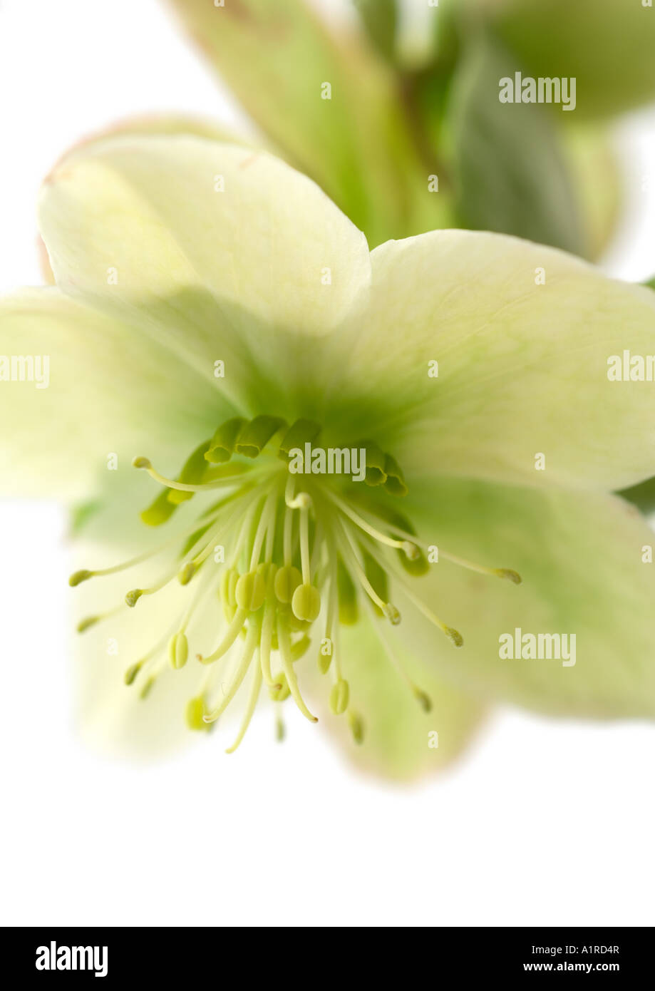 False hellebores hi-res stock photography and images - Alamy