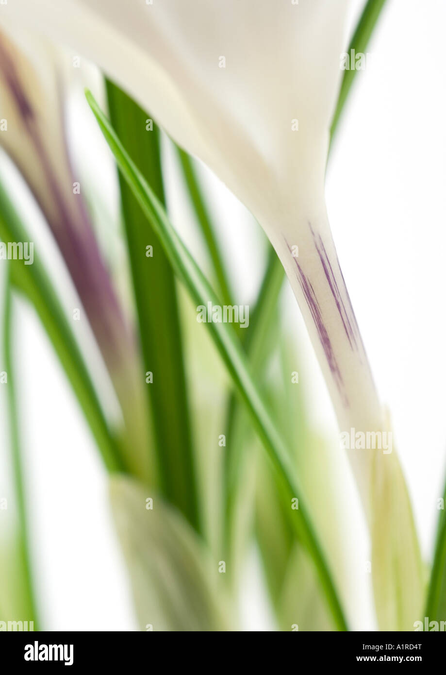 Many stems greens hi-res stock photography and images - Alamy